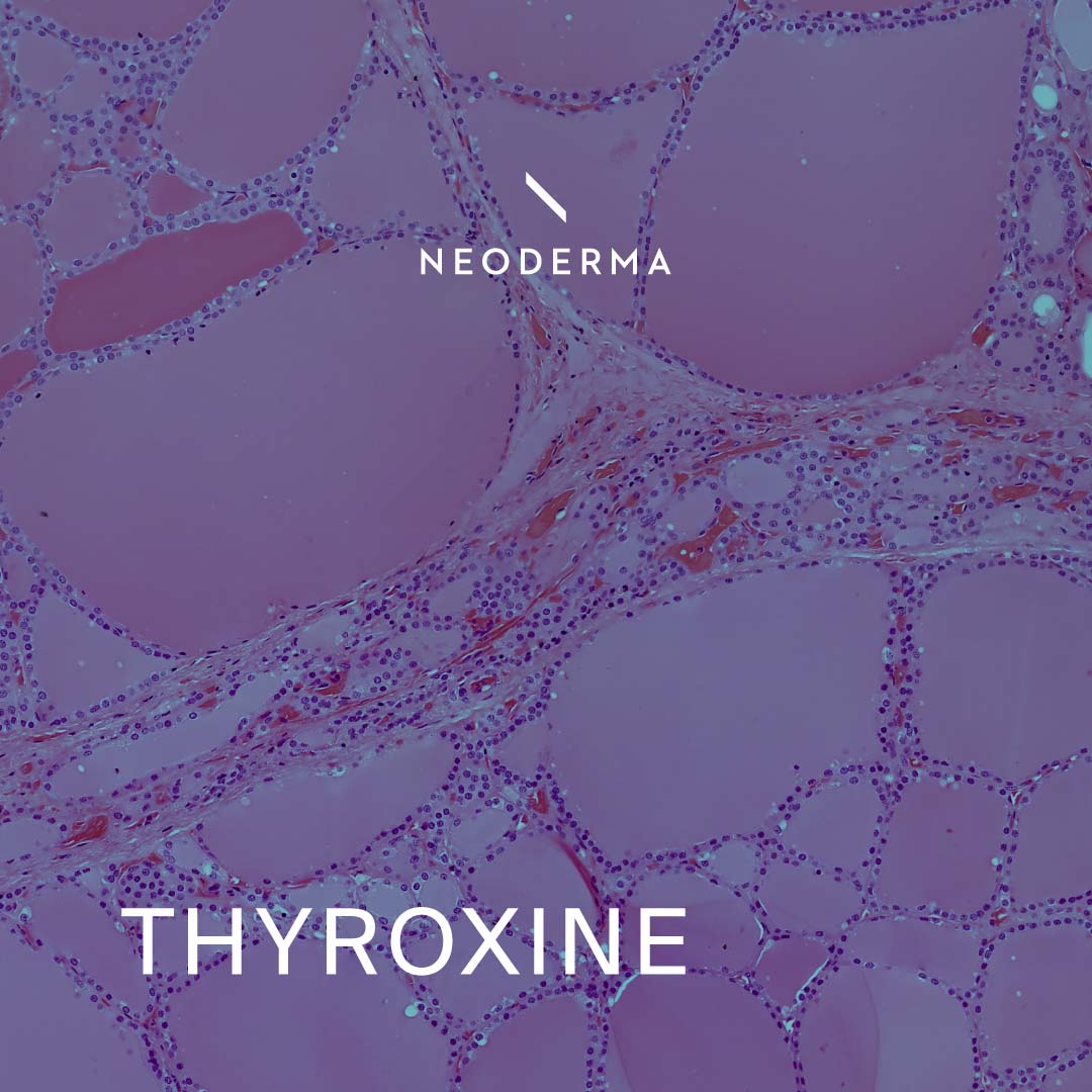 Thyroxine Hormone Processes | NEODERMA